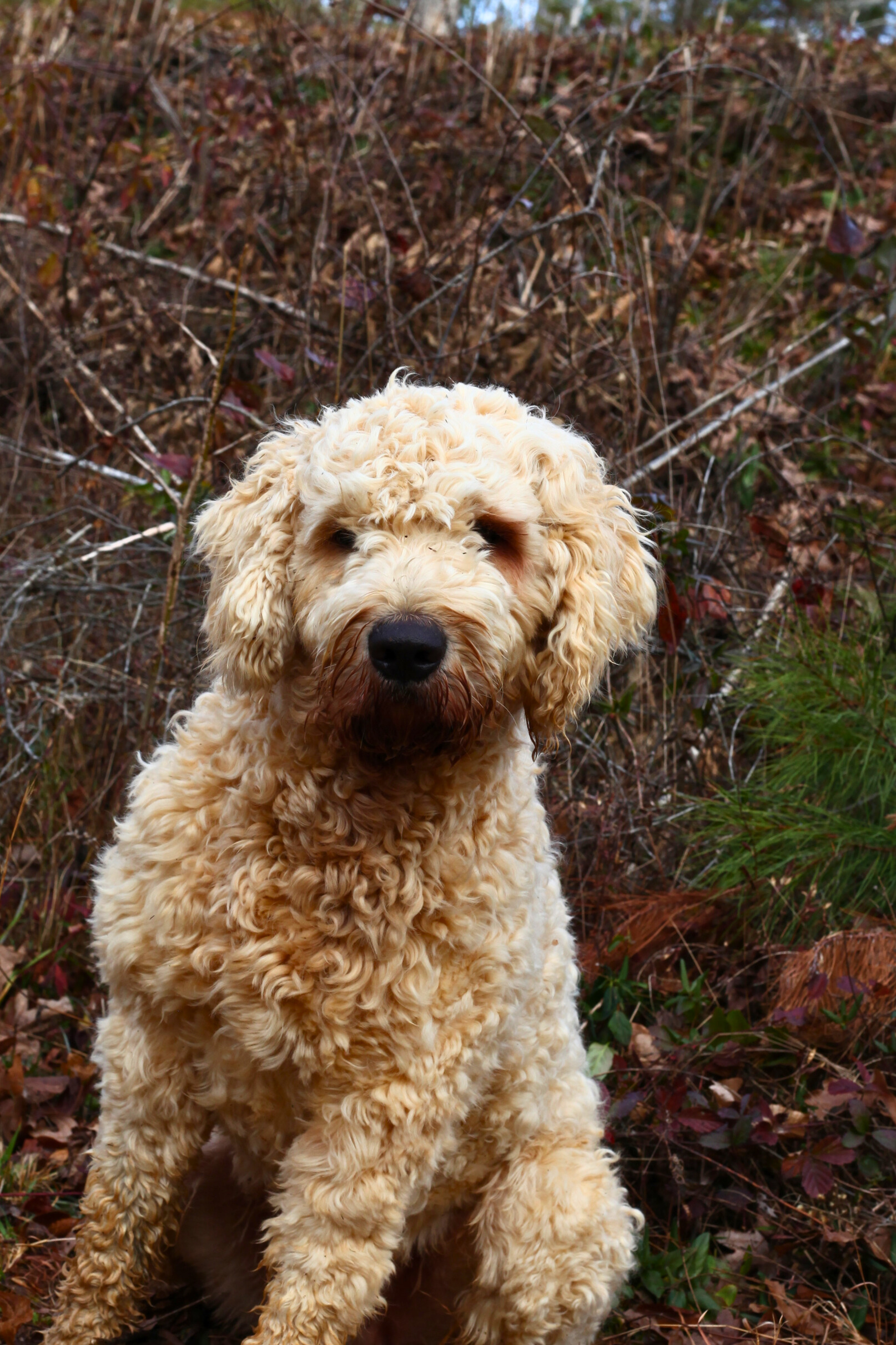 Pacha's Goldendoodles – All-natural goldendoodles done right